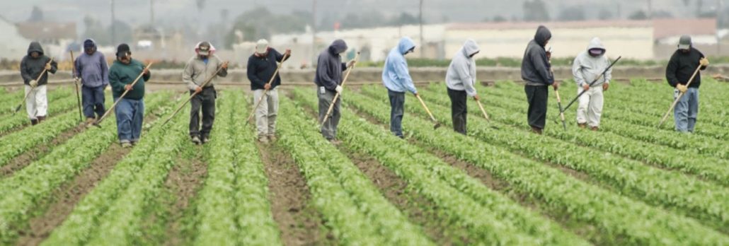A group of farm workers hoe a large field along California's central ...